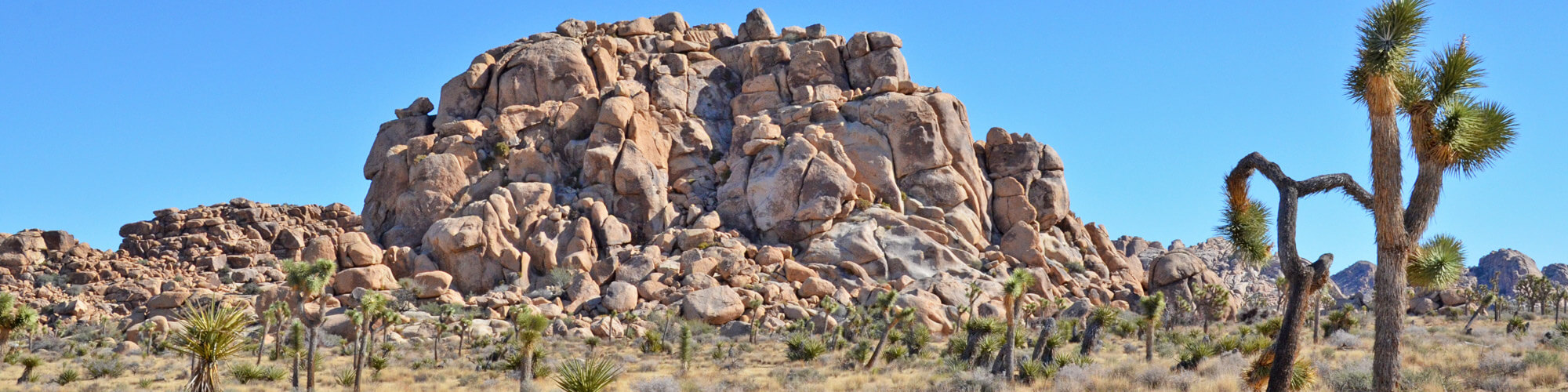 Joshua Tree National Park Infos vom USA-Reisen Experten